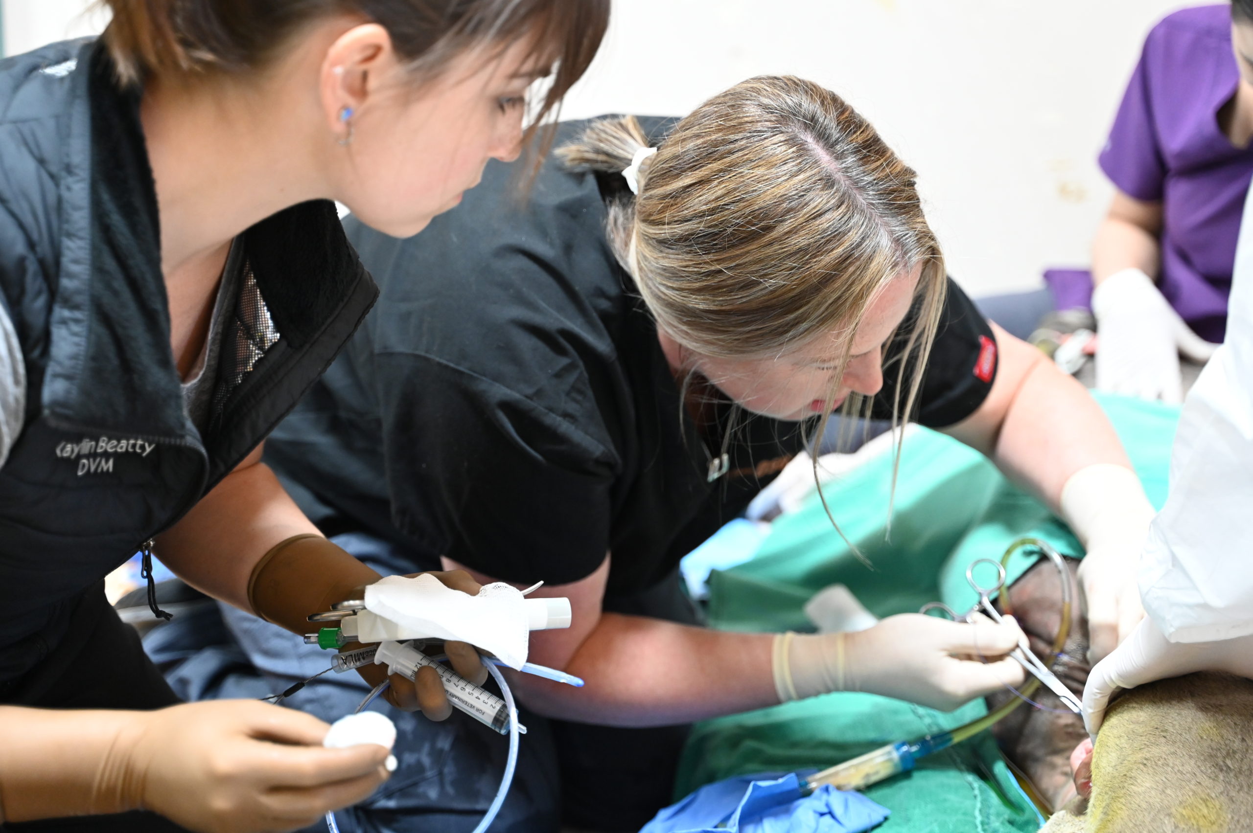 Surgery - Bend Equine Medical Center