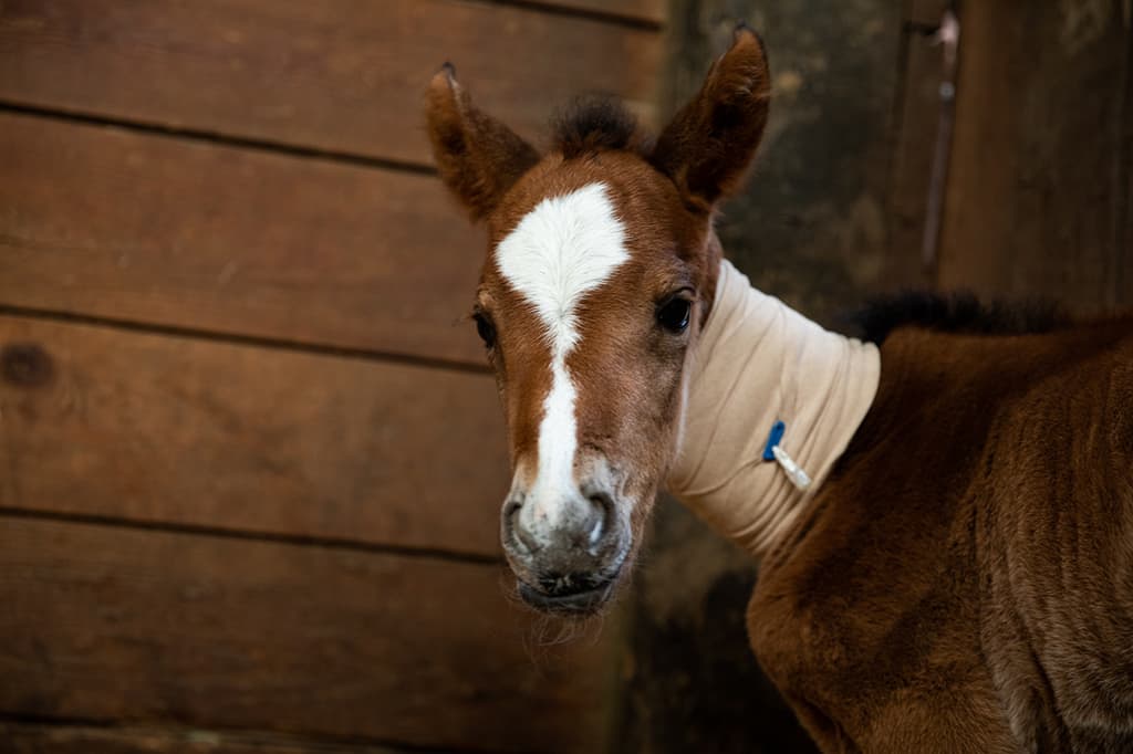 Neonatal Intensive Care - Bend Equine Medical Center