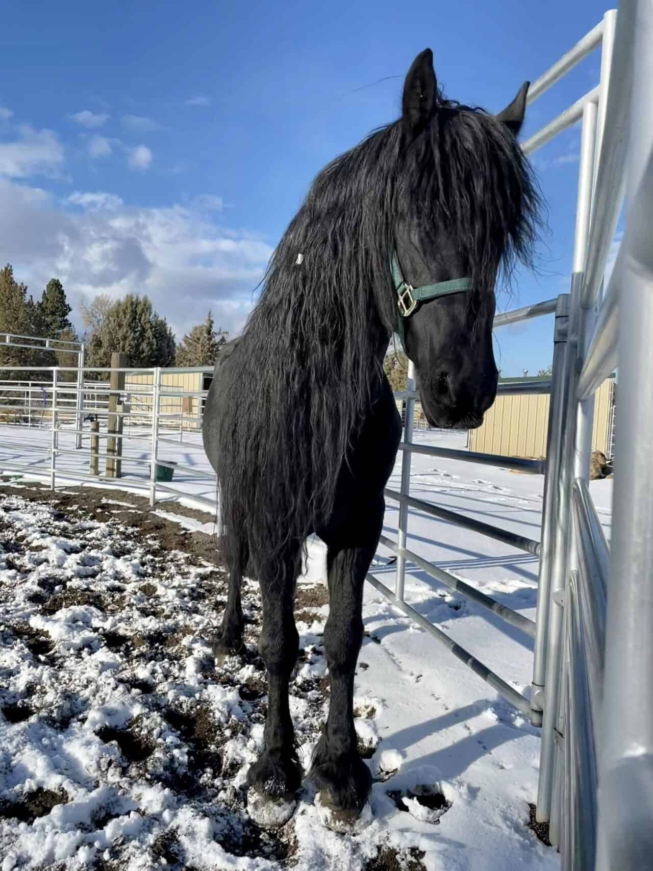 Case Study: Fabulous Fred's Large Colon Impaction - Bend Equine Medical ...