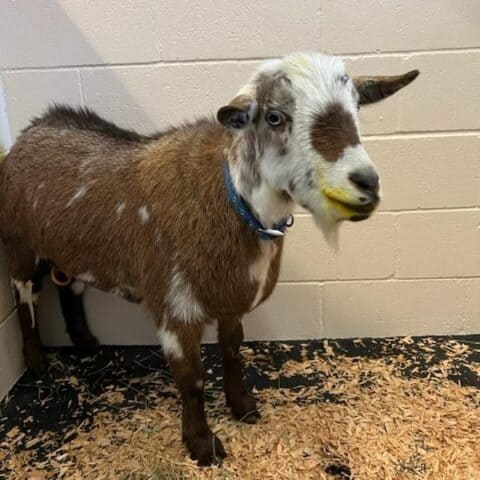 Case Study: A Goat with Bladder Stones - Bend Equine Medical Center