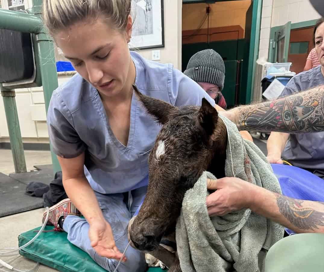 Dystocias in Mares (Complicated Foaling) - Bend Equine Medical Center