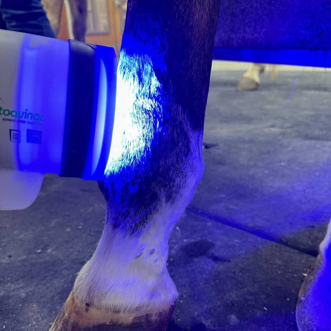 Phovia Fluorescent Light Therapy - Bend Equine Medical Center
